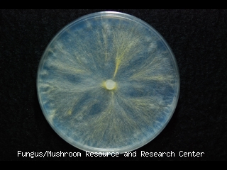菌株詳細｜鳥取大学農学部 附属菌類きのこ遺伝資源研究センター