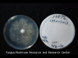 菌株詳細｜鳥取大学農学部 附属菌類きのこ遺伝資源研究センター